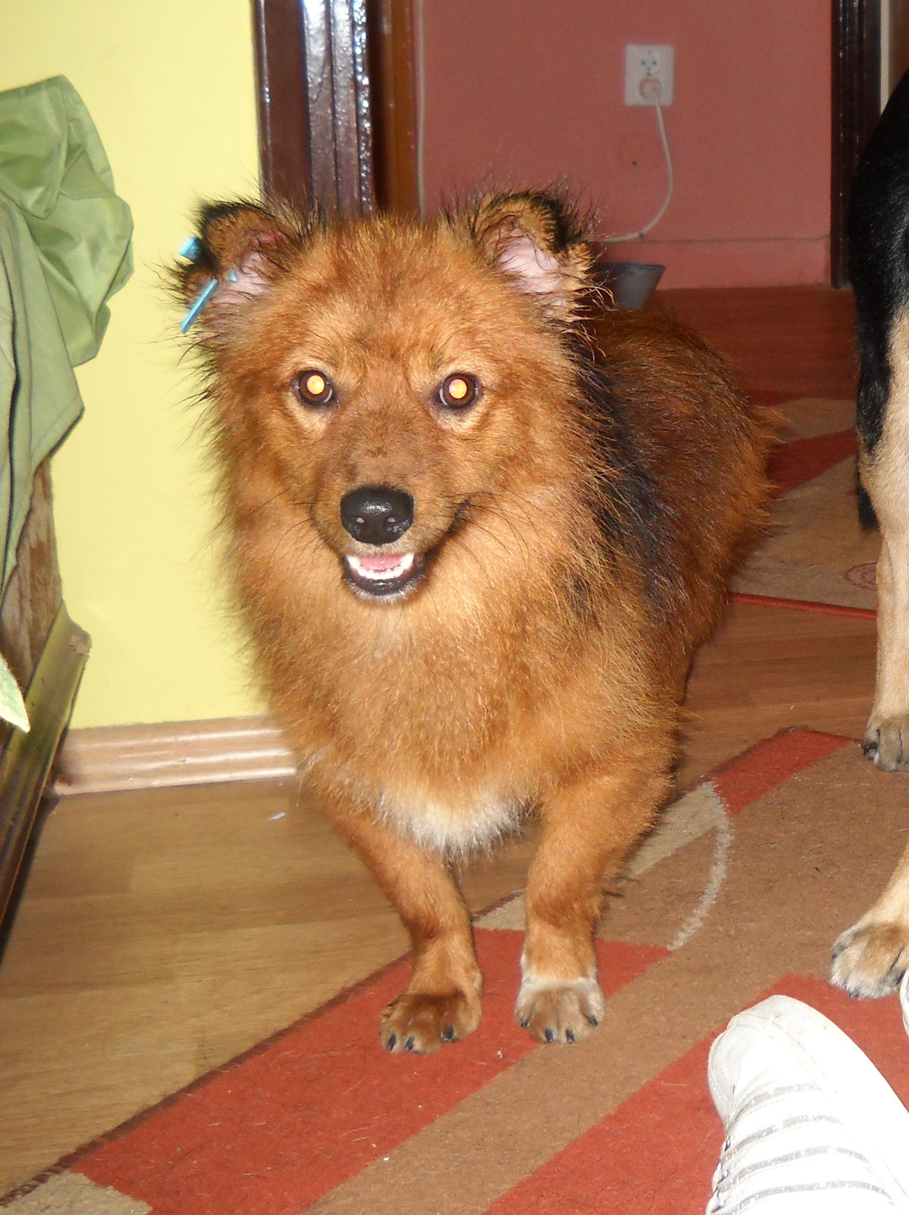 Suntem Lola si Pichi, doi caini draguti si blanzi. Vrei sa ne adopti ...