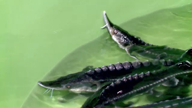 Stiri sturioni - Stirileprotv.ro